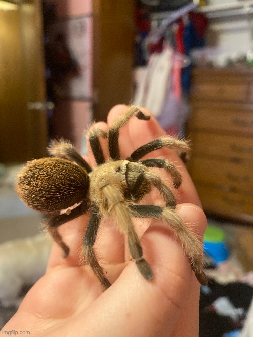 I thought my Arizona blonde was a female but now I’m not sure… | Tarantula Forum