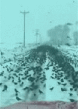 That's Too Many Birds ! - Imgflip