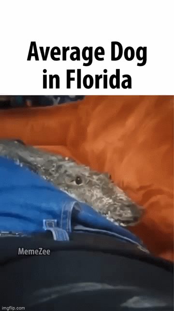 jokes aside that alligator is genuinely adorable - Imgflip