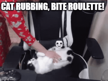 cat rubbing! Bite roulette!! - Imgflip