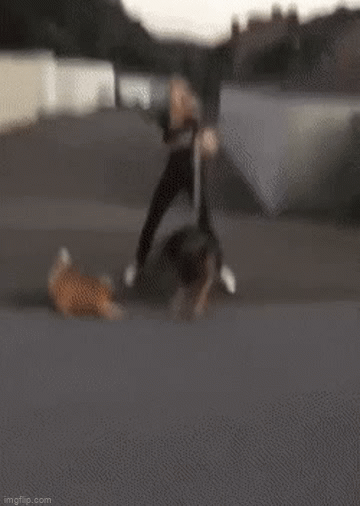 Don't Argue With This Cat ! - Imgflip