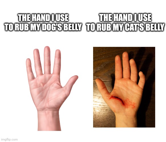 Image tagged in cats,dogs,hands,claws - Imgflip