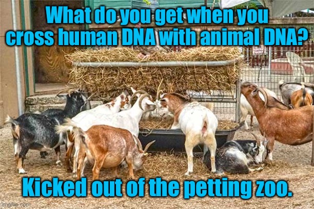 Petting Zoo - Imgflip