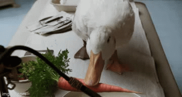 Duck carrot - Imgflip