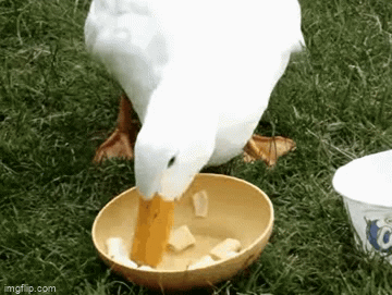 Duck pasta - Imgflip