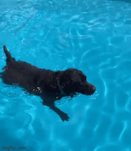 Swimmer Doggo - Imgflip