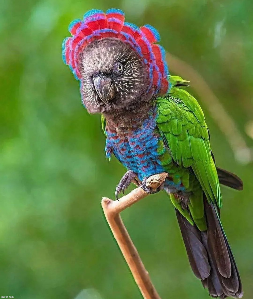 Awesome_Pics_ Memes & GIFs - Imgflip