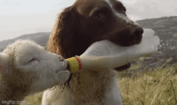 feed the lamb - Imgflip