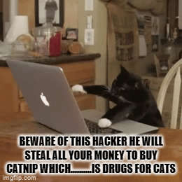dont trust cats on the internet - Imgflip
