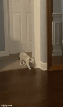 Cat jump mirror - Imgflip