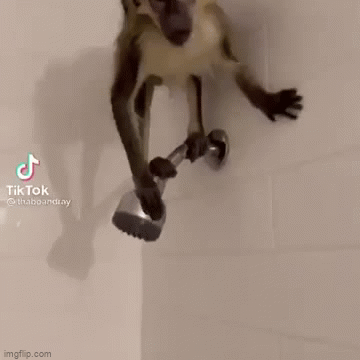 MONKE JUMP - Imgflip