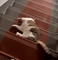 Cat Sliding Down Stairs - Imgflip