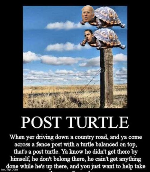 Post Turtles | Political Talk