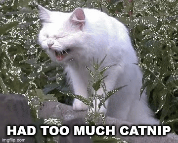 Animated GIF - Imgflip