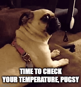 pugsy final - Imgflip