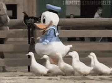 Image tagged in gifs,ducks - Imgflip
