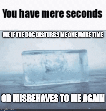 I've had all the stress I'm gonna take from that frickin dog I joke not ...