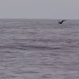 I believe I can fly - Imgflip