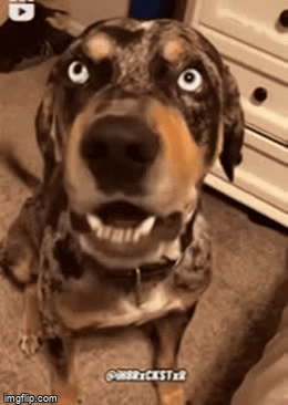 Can Anyone 'Lip Read' This Dog ? - Imgflip