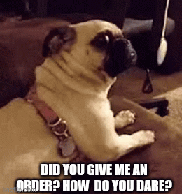 Pug What - Imgflip