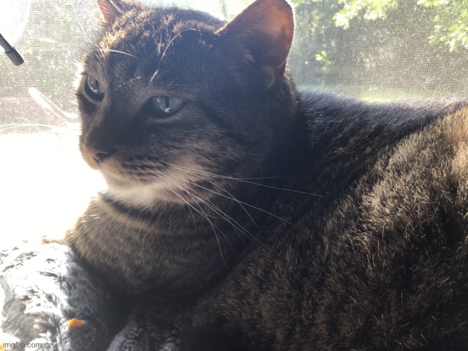 silly little man - Imgflip