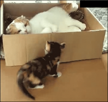 Die Kitten - Imgflip