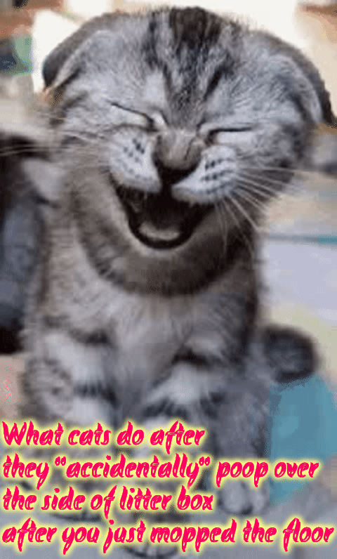 What Cats Do... - Imgflip