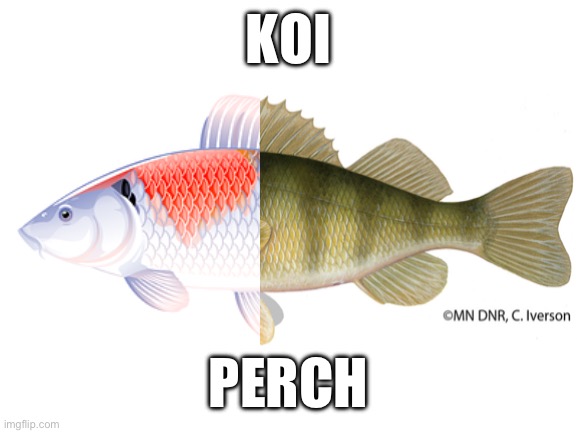 Koi Perich now consensus #1 player in MN | GopherHole Message Board ...