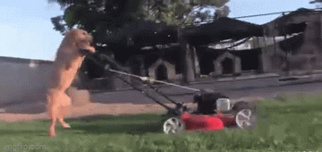 Mowing the lawn - Imgflip