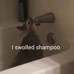 shampoo cats - Imgflip