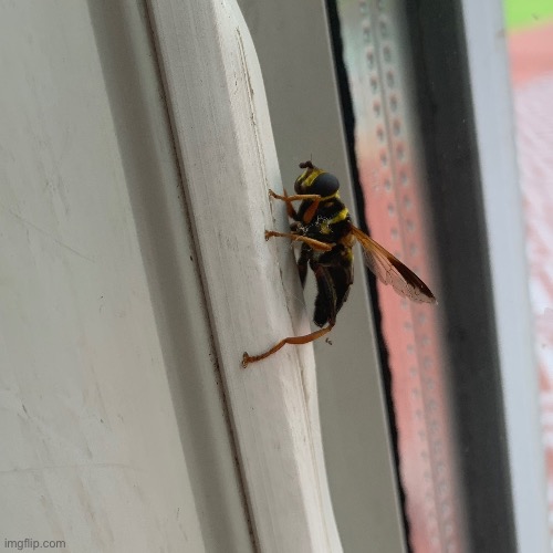 Giant hover fly - Imgflip