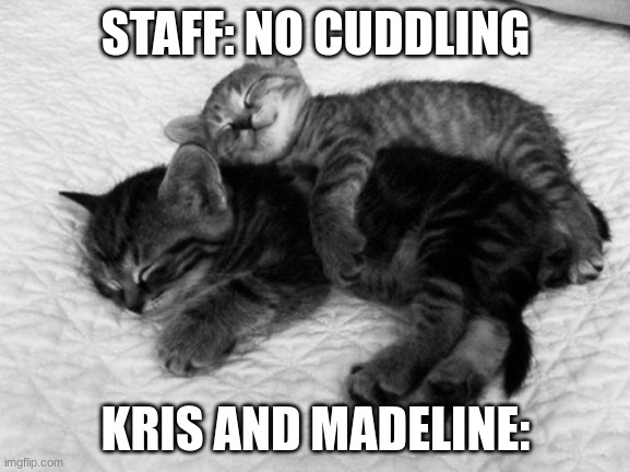 Cuddle cats - Imgflip