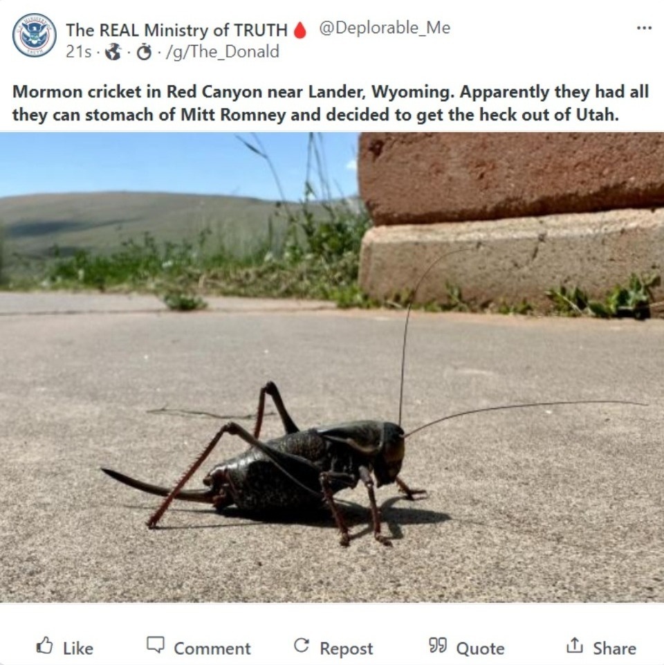 Mormon Cricket in Red Canyon near Lander, Wyoming. - Imgflip