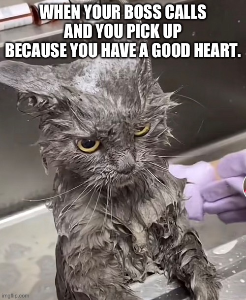 Image tagged in funny memes - Imgflip