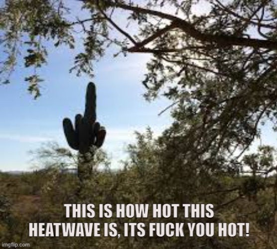 Cactus Bird - Imgflip