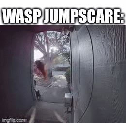 Wasp jumpscare - Imgflip
