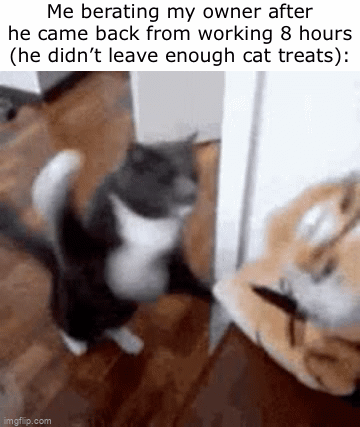 Why does my cat do this ._. - Imgflip