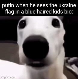 Shivering Dog - Imgflip