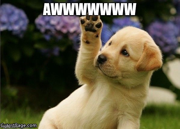 Eeeeeeeeeee! Knuxouge in dog form! - Imgflip