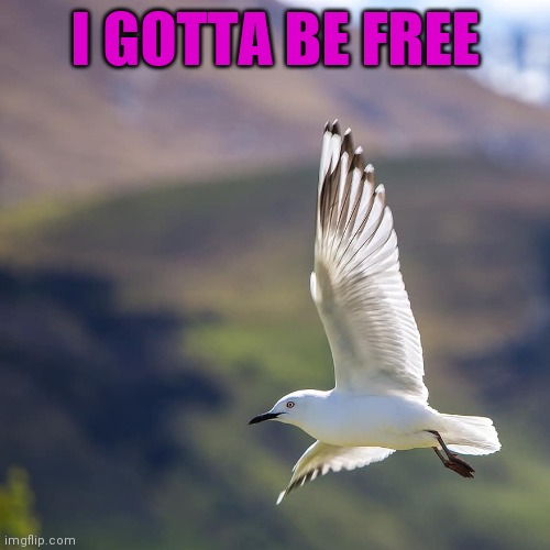 Flying bird - Imgflip