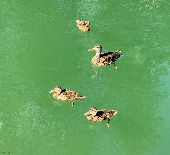 ducks - Imgflip