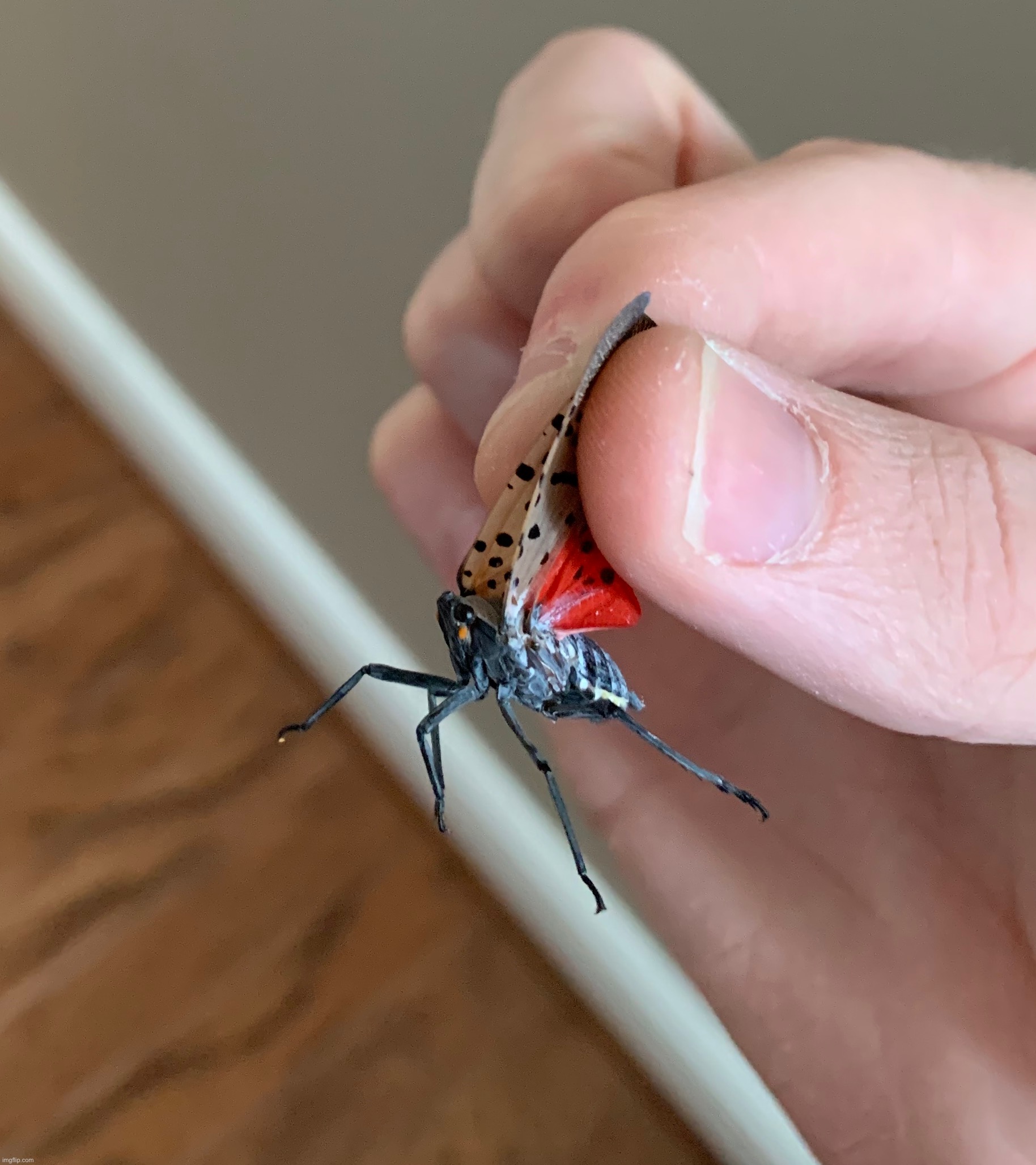 Spotted lanternfly - Imgflip