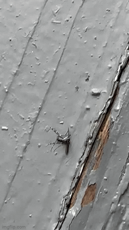 Invasive tiger mosquitoes getting anyone else? Enjoy this clip of the ...