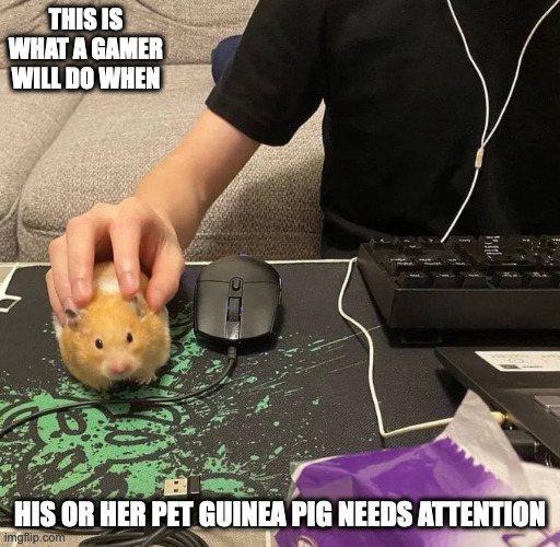 Guinea Pig on a Computer Desk - Imgflip