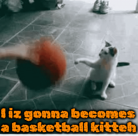 Basketball Cat - Imgflip