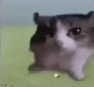 Animated GIF - Imgflip