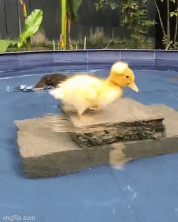 Pool - Imgflip