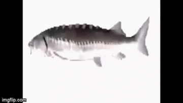 spinning fish - Imgflip