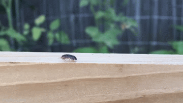 I sped up a video of a Roly poly walking - Imgflip