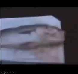 a fish gets slapped then thrown to fan - Imgflip